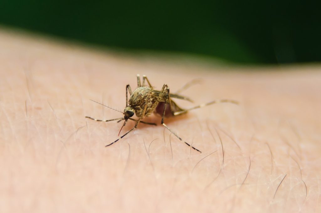 Yellow Fever Mosquito Extermination in Wichita Kansas | All Star Pest ...