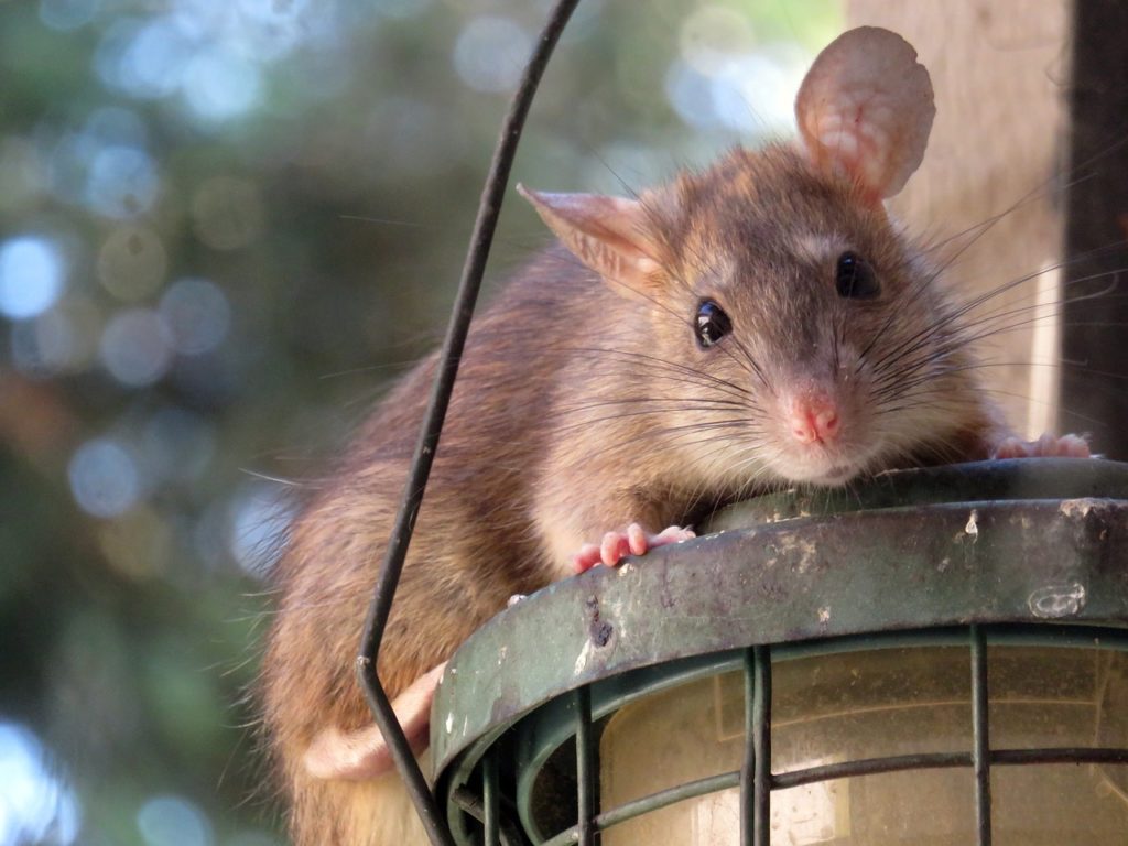 Roof Rat Control Wichita Kansas | All Star Pest Control Wichita