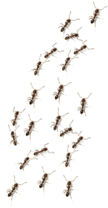 Pest Control Wichita Kansas | All Star Pest Control