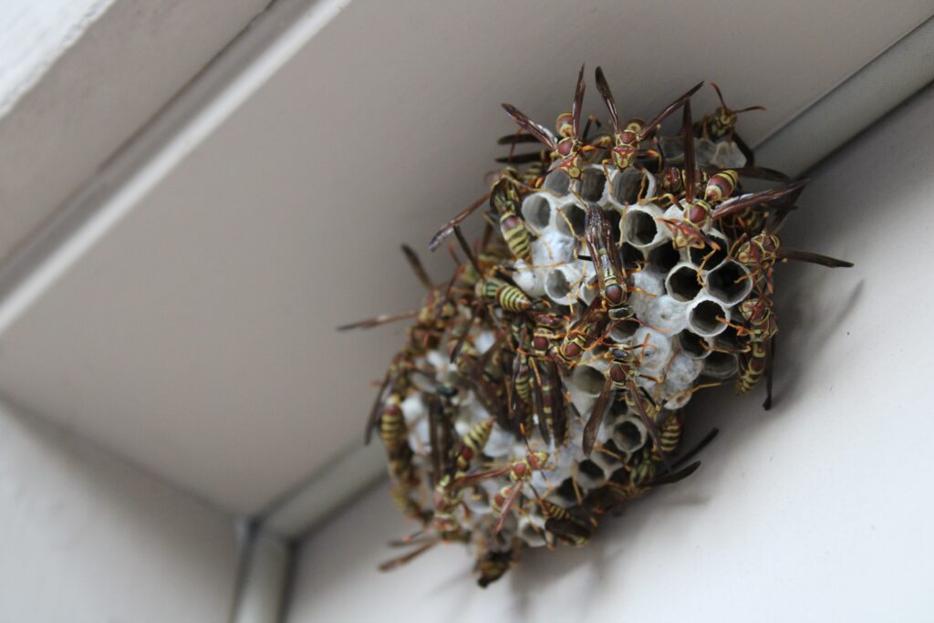 Buzzing Trouble: A Guide to Dealing with Wasps | All Star Pest Control ...